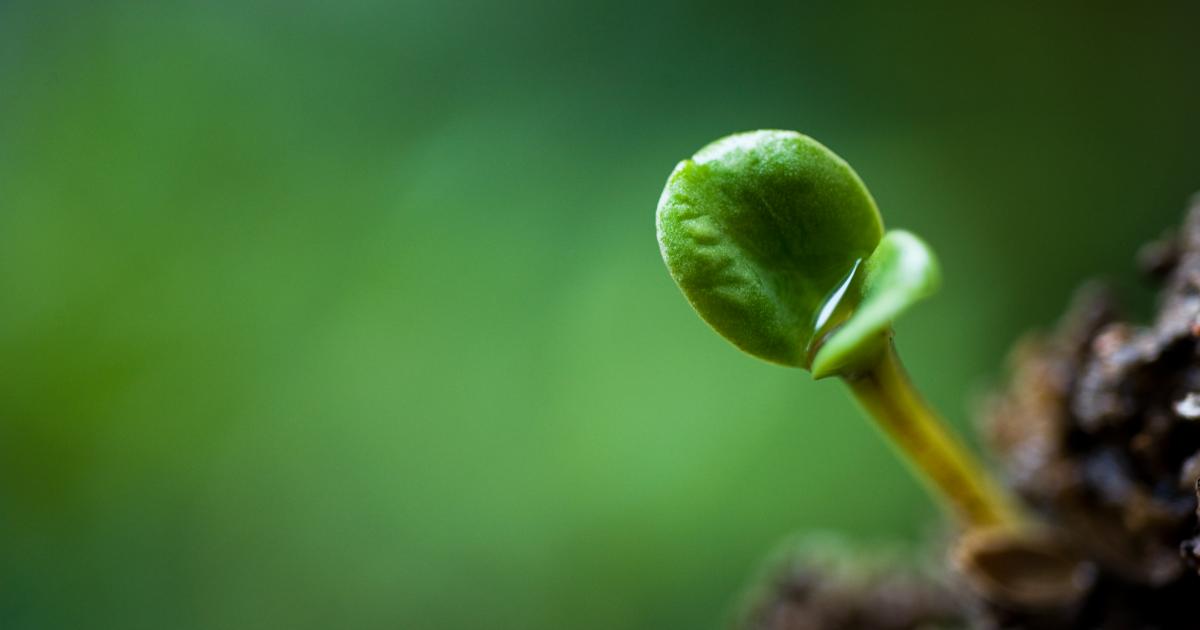 Pelmanism Activity | IH World